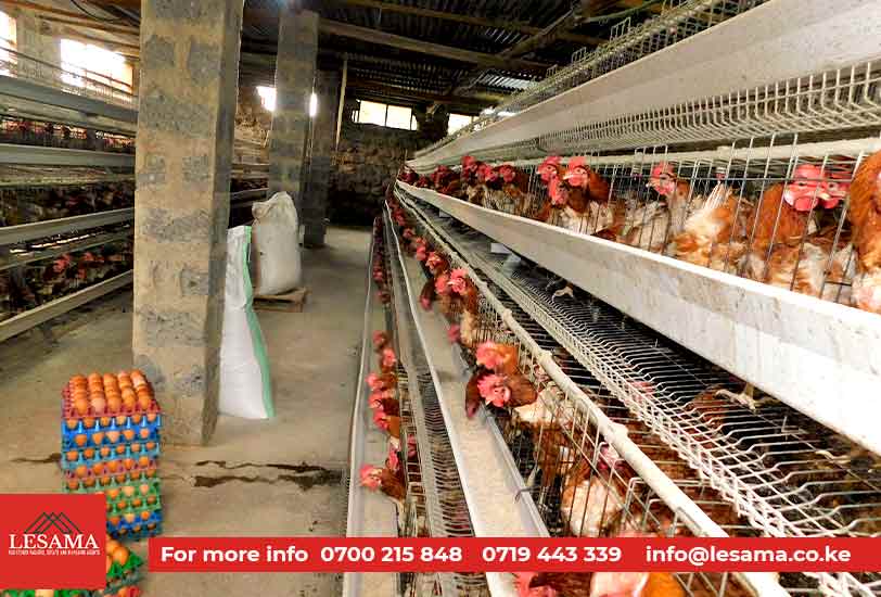THIKA CHICKEN FARM FOR SALE - ½ Acre chicken farm for sale - Thika ...